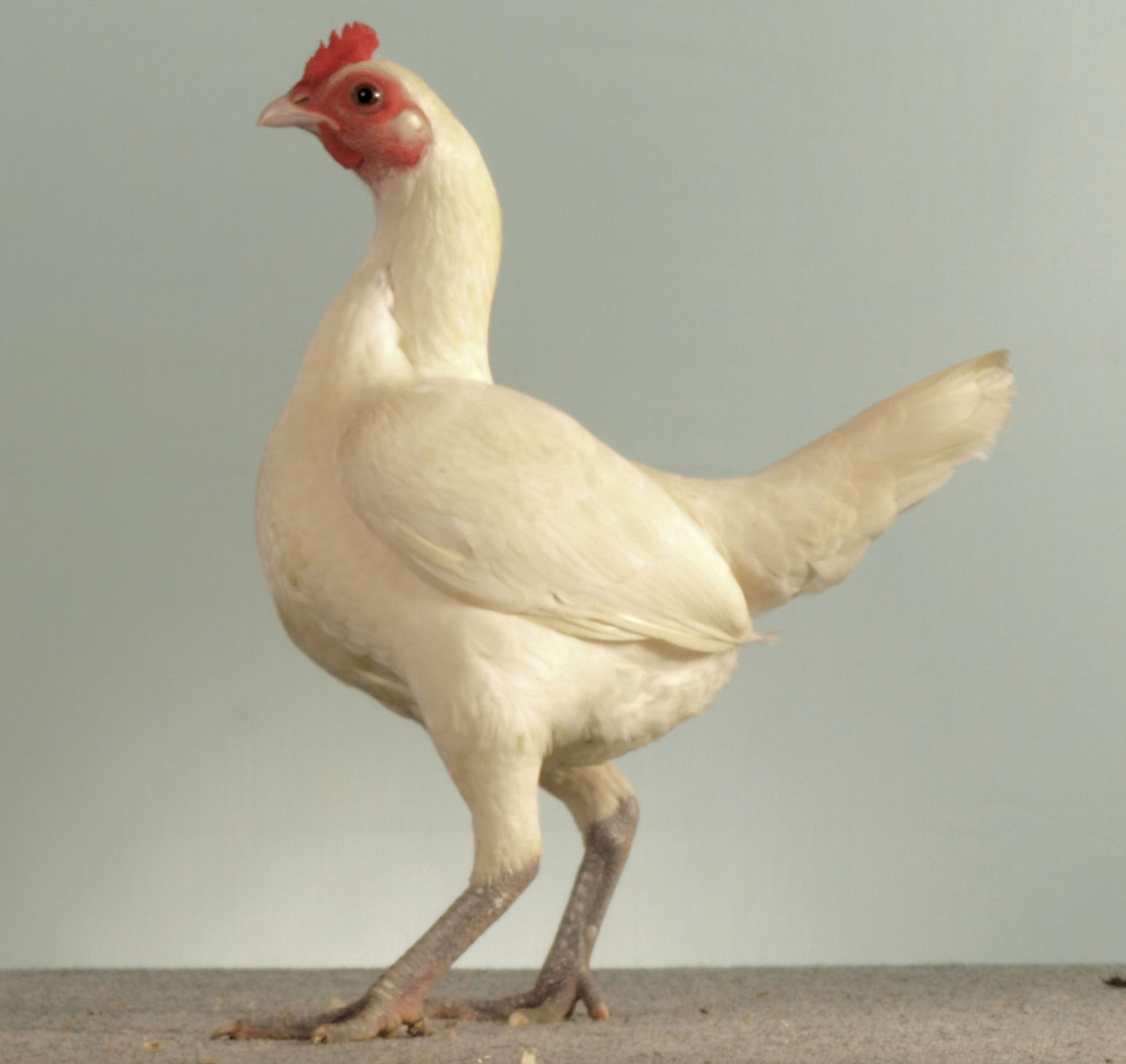 Qld Pit Game Fowl Club Inc